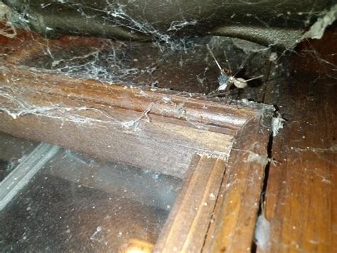 Cellar Spider R Spiders