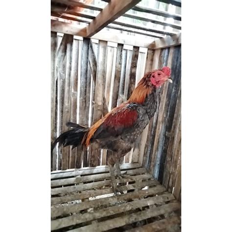 Jual Ayam Bangkok Jenis Mangon Untuk Pacek Shopee Indonesia