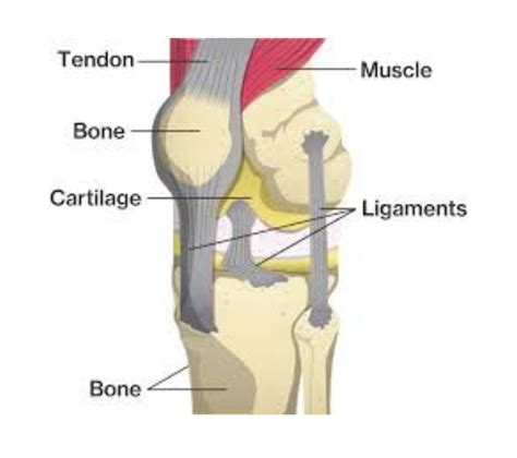 Intro To Joints Functional Classifications Diagram Quizlet