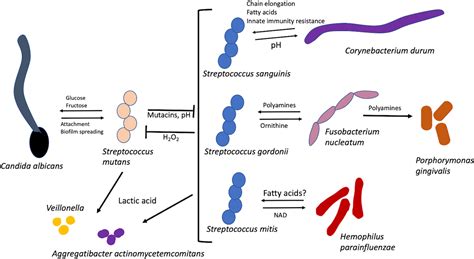 Molecular Microbiology Microbiology Journal Wiley Online Library