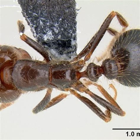 Southern Fire Ant Facts Diet Habitat And Pictures On Animaliabio Southern Fire Ant Facts Diet Habitat And Pictures On Animaliabio