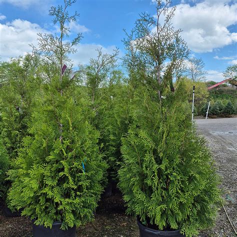 Thuja Occidentalis American Pillar Portfolio Arborvitae Siteone Us