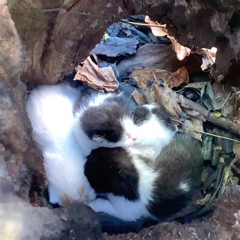 Abandoned Kittens Help R Kittens