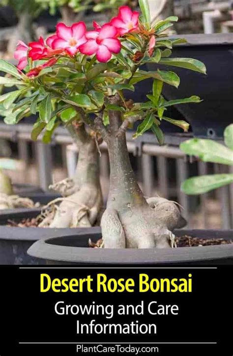 Desert Rose Bonsai How To Grow And Care For Adenium Bonsai Artofit