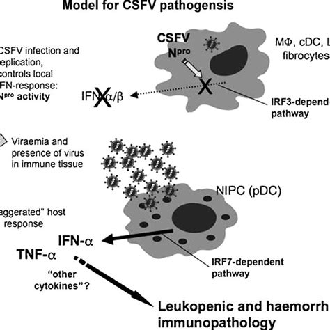 Importance Of Pdc For Cdc Maturation Events A Comparison Of Download High Resolution