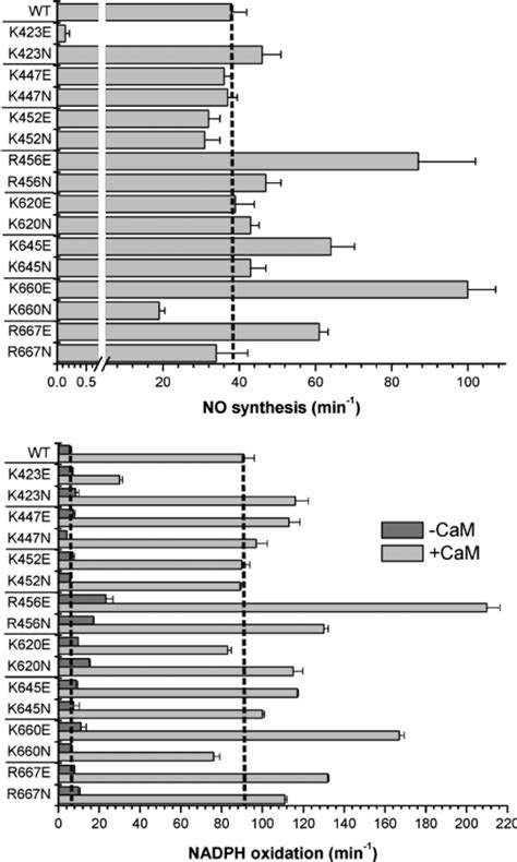 Steady State No Synthesis And Nadph Oxidation Activities Of Nnos