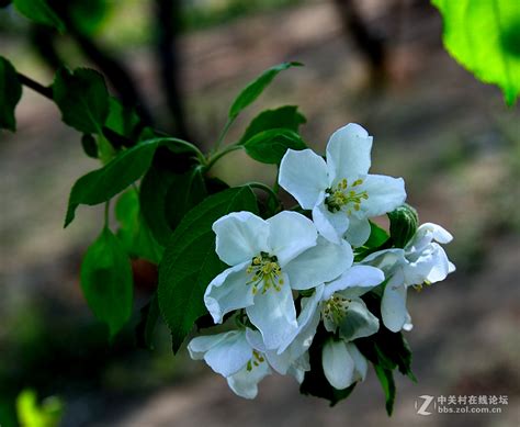 清晰、淡雅的沙果花 中关村在线摄影论坛