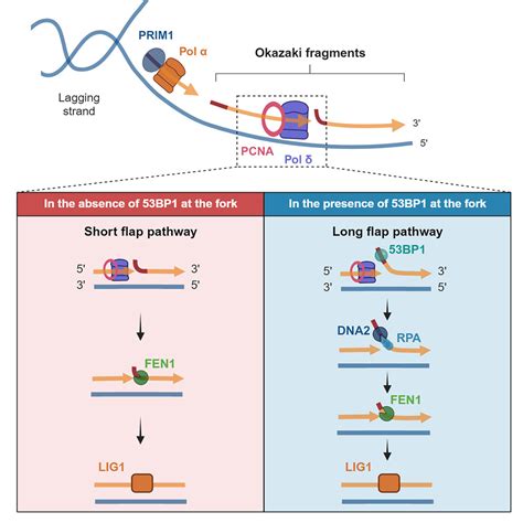 53bp1 Interacts With The Rna Primer From Okazaki Fragments To Support Their Processing During 53bp1 Interacts With The Rna Primer From Okazaki Fragments To Support Their Processing During