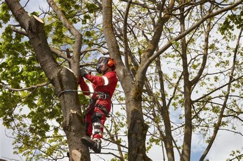 Tree Service Insurance Cost 2025 Coverage Rate Comparison
