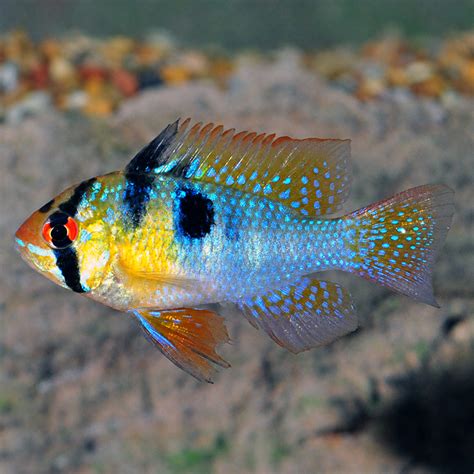Cíclido Ramirezi Alemán Azul Florida Tamaño Regular Pez De Agua Dulce Color Intenso Acuastock