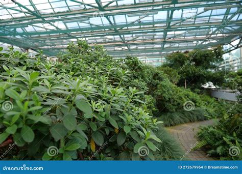 Cultivation And Protection Of Plant Species In Hothouse Listed In Red