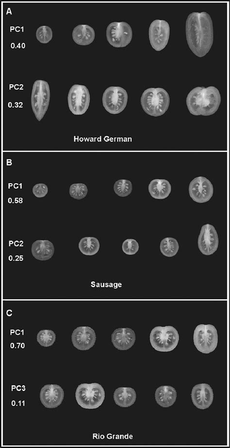 Tomato Fruit Sorting Based On The Morphometric Analysis Coupled With Download Scientific