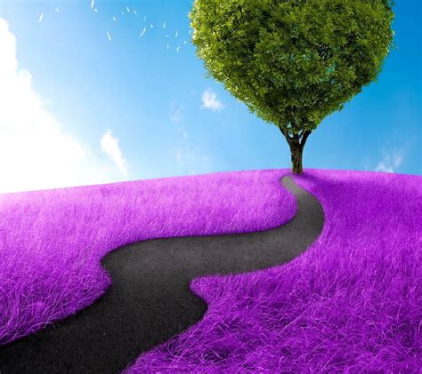 배경 화면 햇빛 자연 들 녹색 아침 바람 라벤더 나무 잎 흙 컴퓨터 벽지 꽃 피는 식물 관목 잔디 가족 1440x1280 Sergiucoj