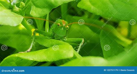 Beautiful Green Grasshopper Close Up Stock Image Image Of Bunch