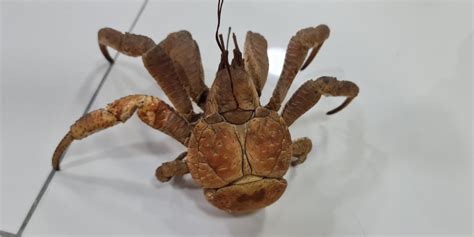 Specimen Crab Hobbies And Toys Collectibles And Memorabilia Vintage