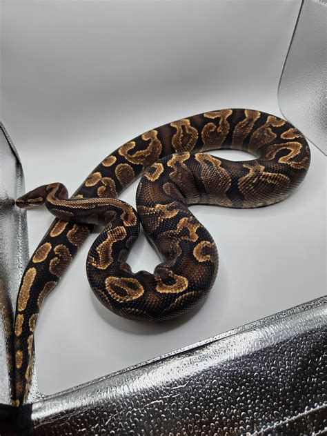 Ghi Ball Python By Hide N Seek Constrictors Morphmarket