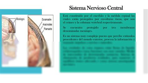 Solution Sistema Nervioso Enfermedades Studypool