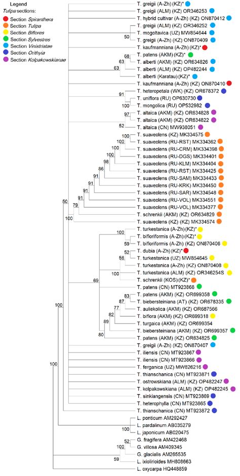 Ml Phylogenetic Tree Based On A Combined Its Sequence Set With