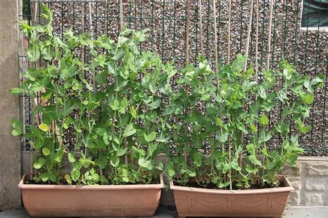 Snow Peas Plant