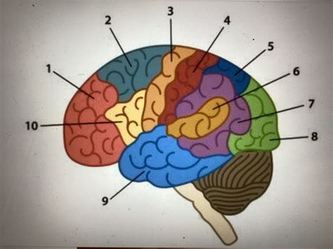Brain Cortex Functional Area Diagram Quizlet