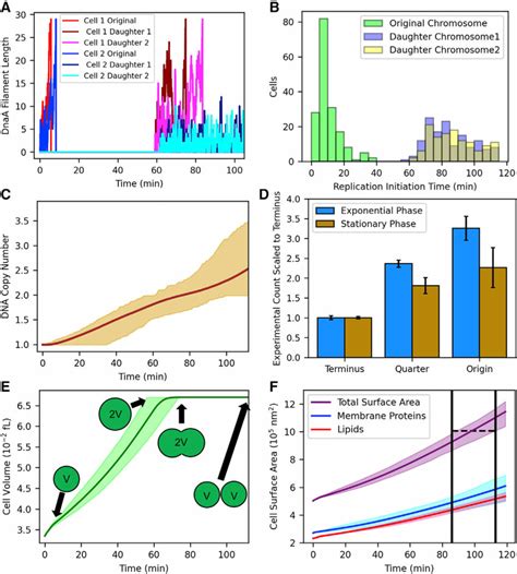 Processes Determining The Cell Cycle Progression A Dna Replication Download Scientific
