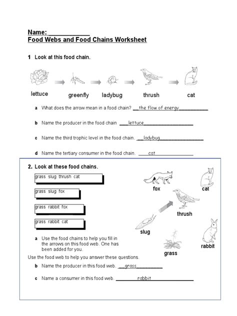 Food Webs And Chains Worksheet Answers Pdf Symbiosis Systems Ecology