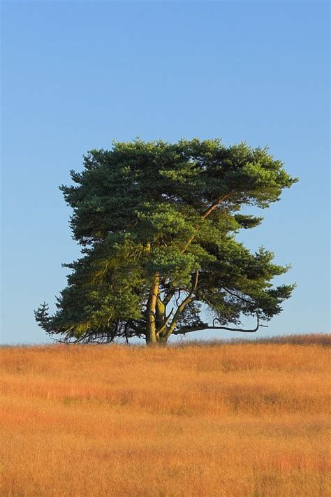 50 Tree IPhone Wallpapers WallpaperSafari