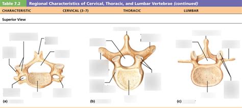 Vertebrae Bones Diagram Quizlet