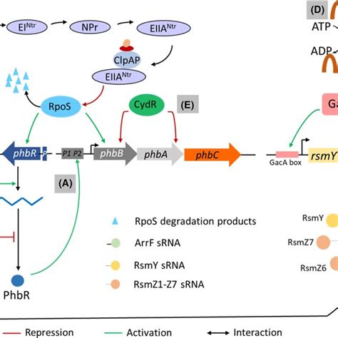 Pdf An Updated Overview On The Regulatory Circuits Of Polyhydroxyalkanoates Synthesis