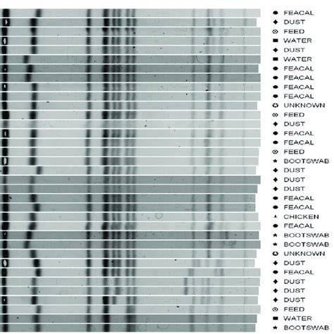 Dendrogram Showing The Genetic Similarity Among The Pfge Profiles Of 13