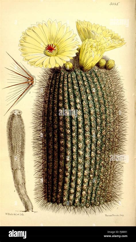 An Illustration From Curtiss Botanical Magazine Showcasing A Specific Plant Species With
