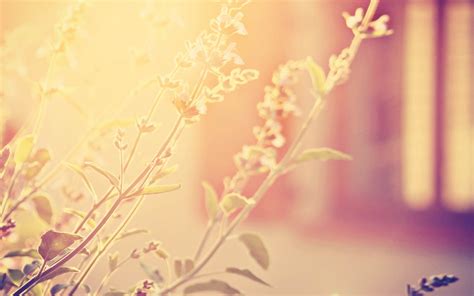 Grass Light Bright Plant Wallpaper Coolwallpapers Me