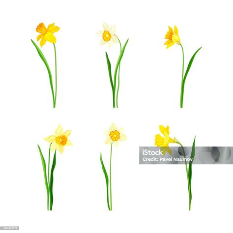 흰색과 노란색 꽃과 잎이없는 꽃 줄기 벡터 세트가있는 봄 꽃 다년생 식물로서의 나르시소스 수선화속에 대한 스톡 벡터 아트 및
