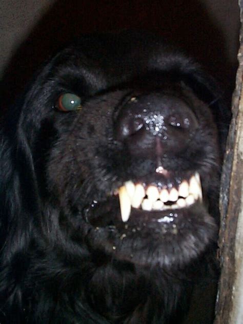 Smiley Moe By Seared On Deviantart