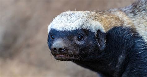 Honey Badger Dont Care But You Should Care About These 10 Incredible