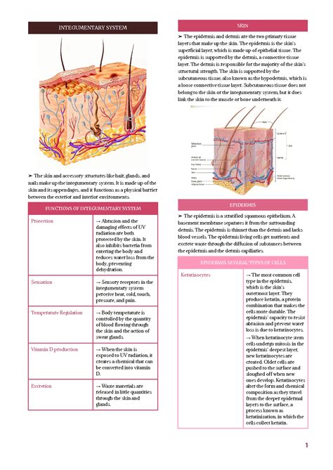 SOLUTION Integumentary System Complete Studypool