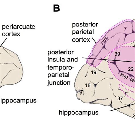 Schematic Representation Of The Main Cortical Vestibular Areas A Download Scientific Diagram
