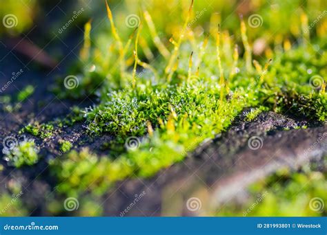 Close Up View Of A Patch Of Moss With One Plant Growing Stock Image