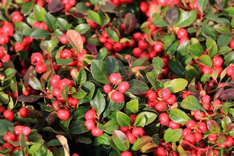 Wintergreen Benefits Natural Use And Research Herbal Reality