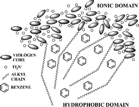 Schematic Representation Of The Sponge Like Phase The Typical