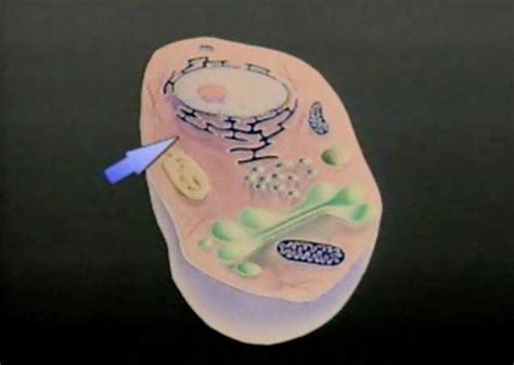 High Babe Cellular Structure And Function PBS LearningMedia