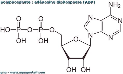 Polyphosphate Définition Et Explications