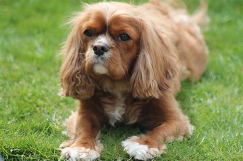 Ruby Charless Instagram Twitter And Facebook On Idcrawl