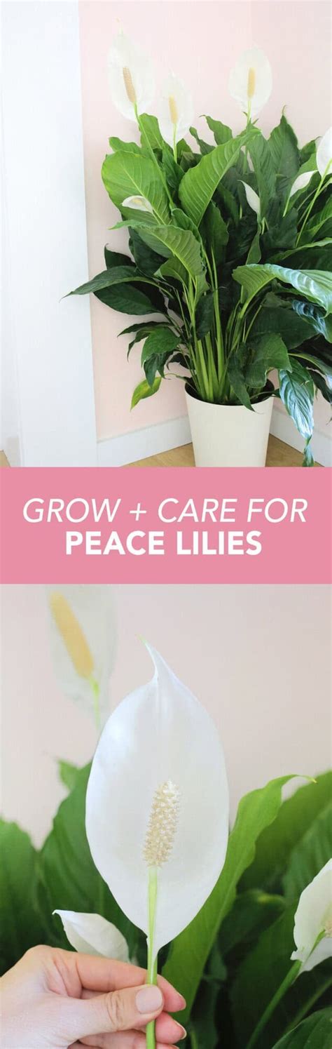 How To Grow And Care For Peace Lilies A Beautiful Mess