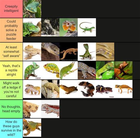 A List Of Different Types Of Lizards With Facts And Pictures