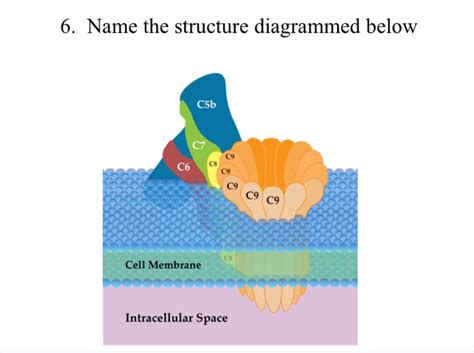 Solved 1 Complement Activation Cascade Is Initiated By The