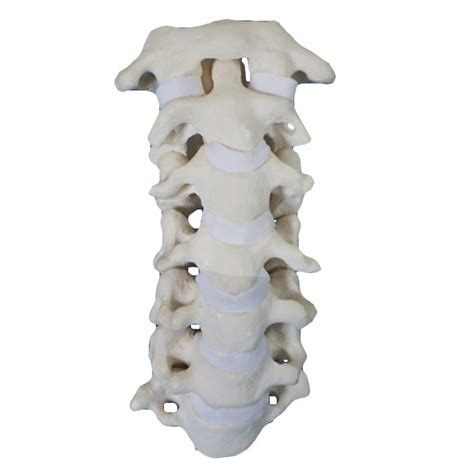 Buy Educational Model Cervical Spine Model Human Skeleton Anatomy Model