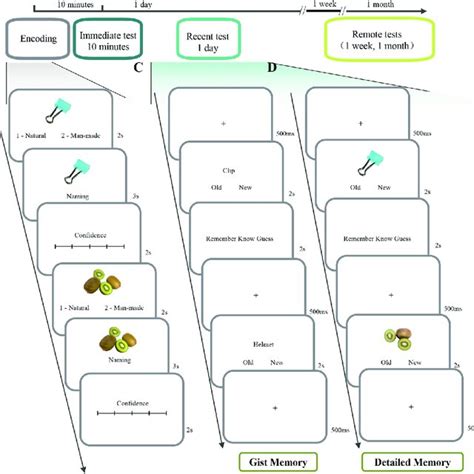 Experimental Procedure In Experiment 1 The Participants Learned All Download Scientific