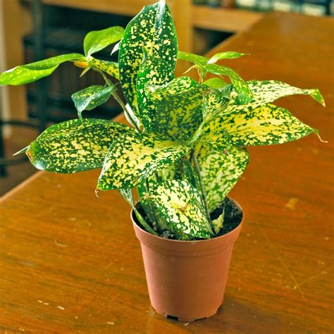 Dracaena Florida Beauty Live Plant In A 6 Inch Growers Pot Dracaena