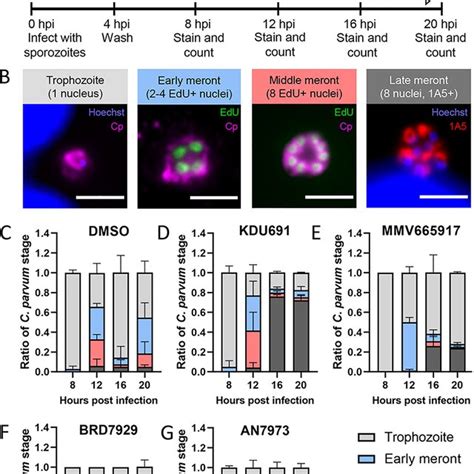 Use Of Edu Labeling To Define Effects Of Compounds On Different Stages